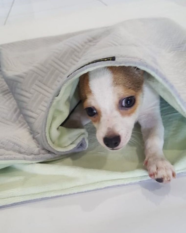 Dog Snuggle Bed, Dog Bed, Cave Dog Bed, Whippet's Bed. - Happys Doggy Beds